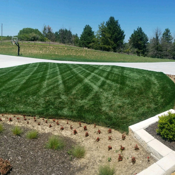 Natural Lawn Care Subscription | Super Turf Grass Seed – Lawnbright